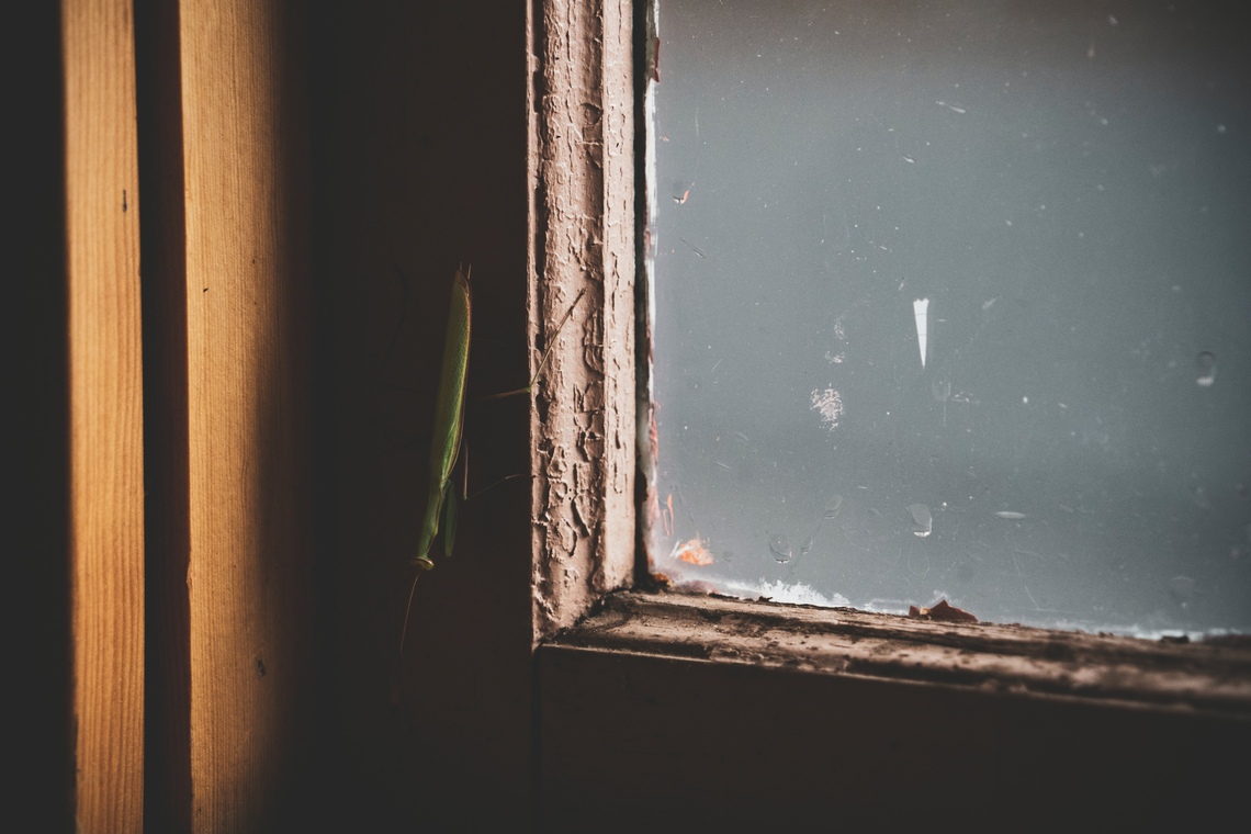 Seal Windows and Doors: A Guide to Bug-Proofing Your Home